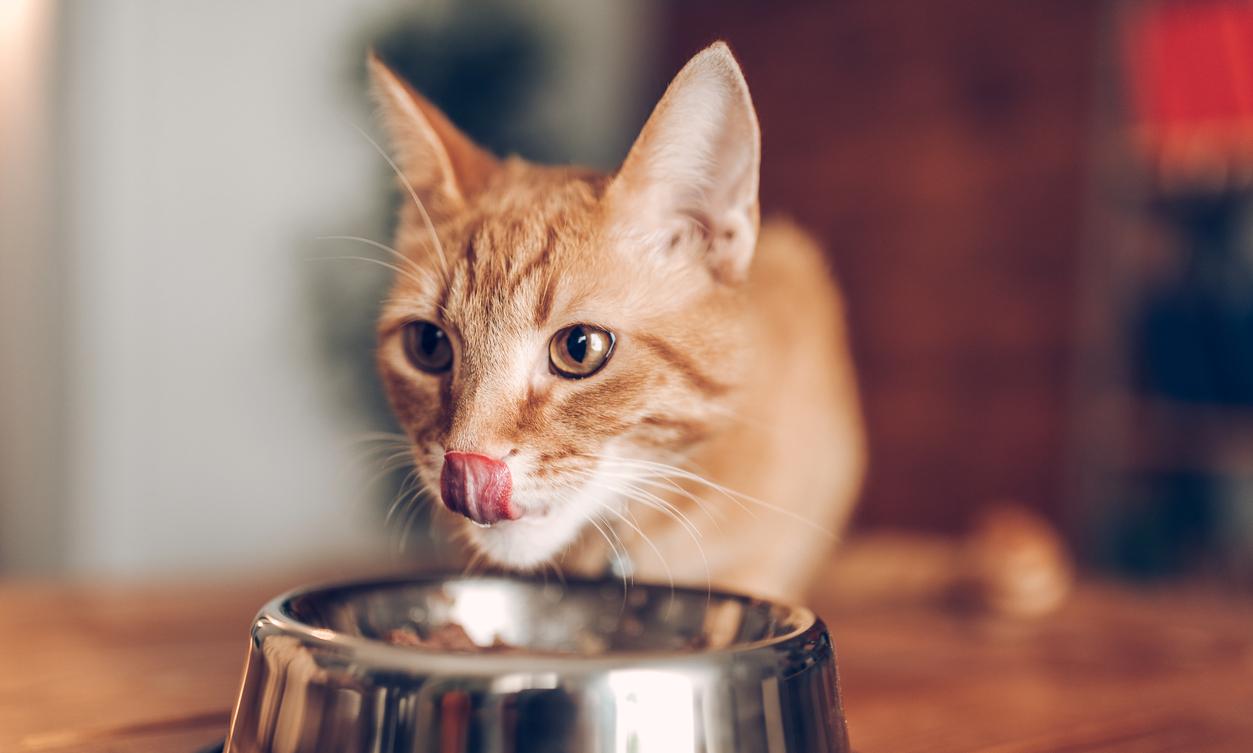 Can Cats Eat Beans? The Answer, According to Vets