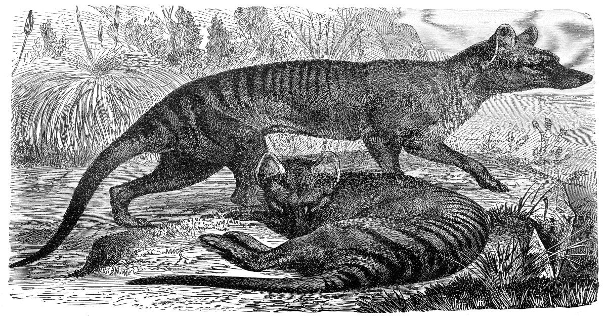 How Are Endangered Species Different from Extinct Species?