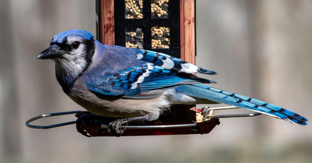 The Spiritual Meanings of Seeing Blue Jays