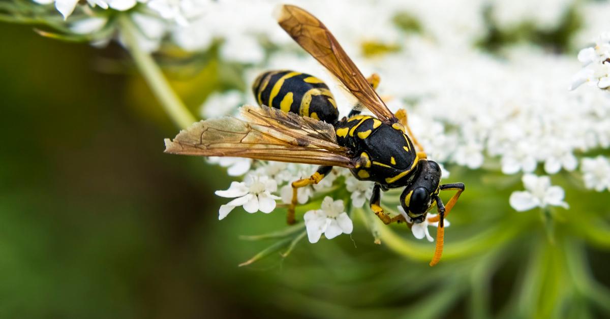 What Do Wasps Do for the Environment? Here's Why They're Great