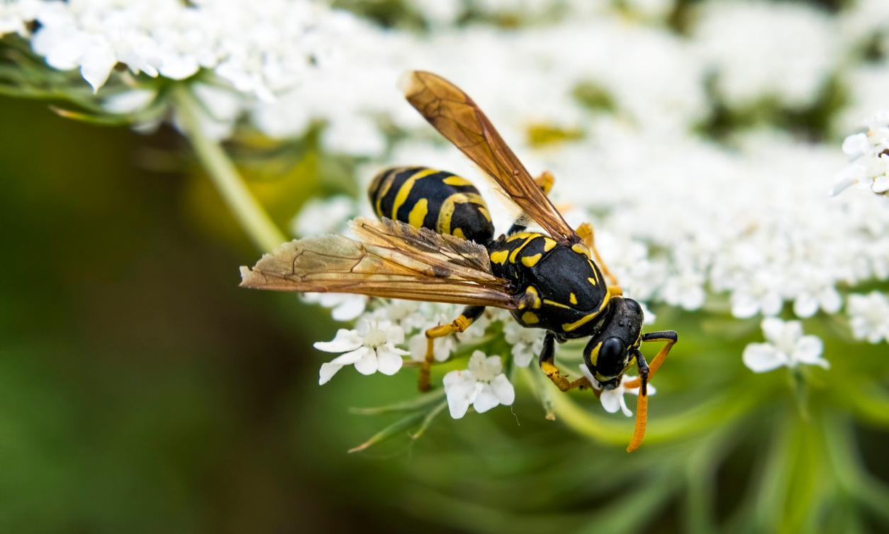 What Do Wasps Do for the Environment? Here's Why They're Great
