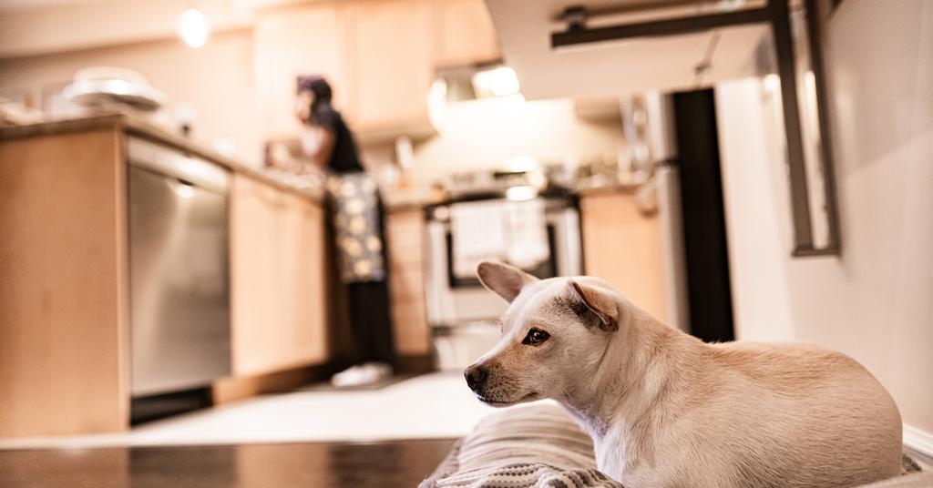 How to Stop Dogs From Counter-Surfing, a Guide