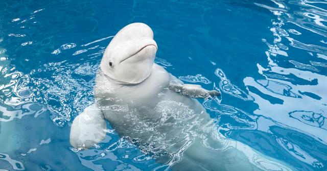 Are Beluga Whales Friendly? A Look Into Their Curious Nature