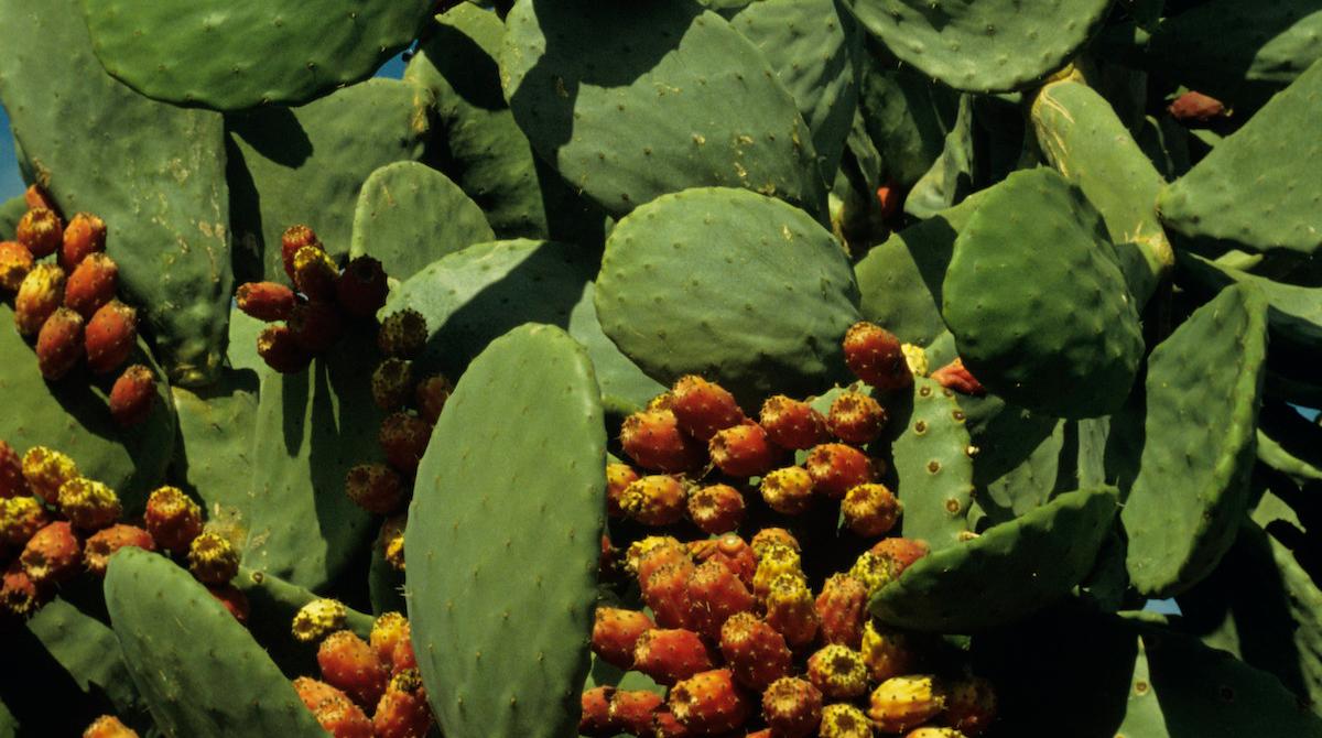 What Happens When You Eat Cactus?