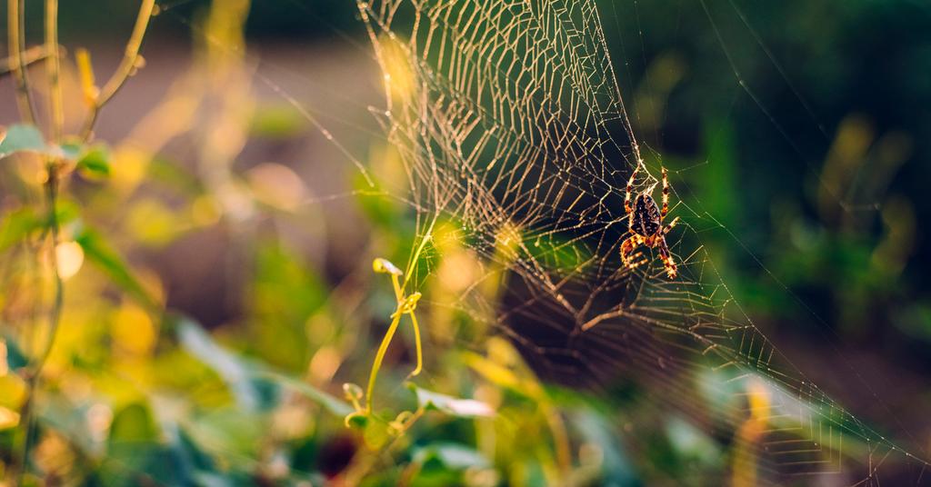 Why Don't We Use Spider Silk? The Reasons