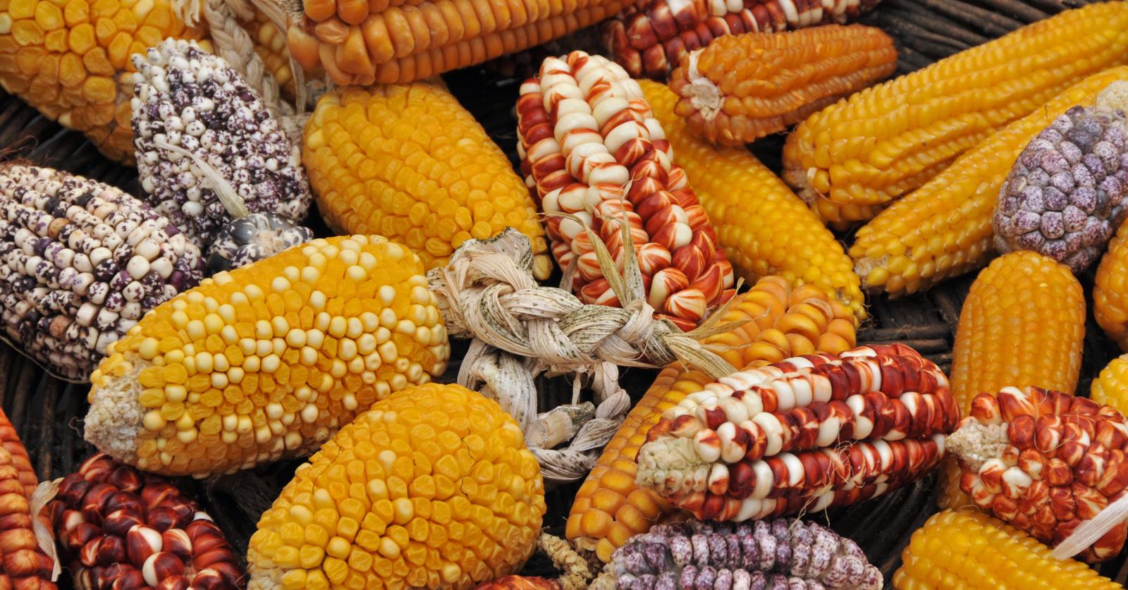 Native Corn Is Now Protected Under Mexico’s Law