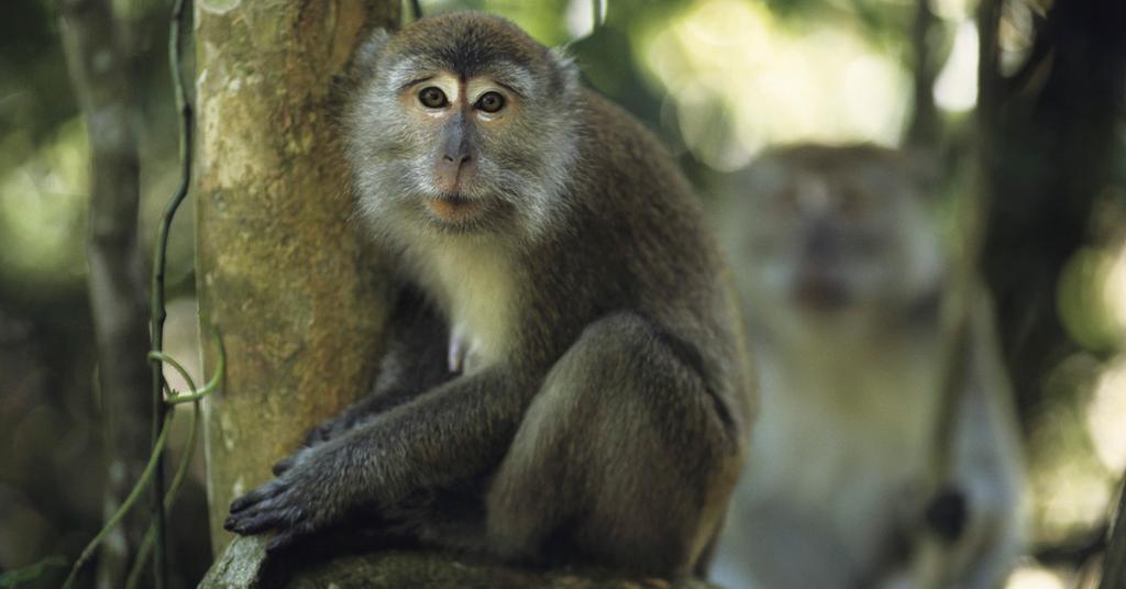 PETA Investigation Prompts HelloFresh to No Longer Support Monkey Labor