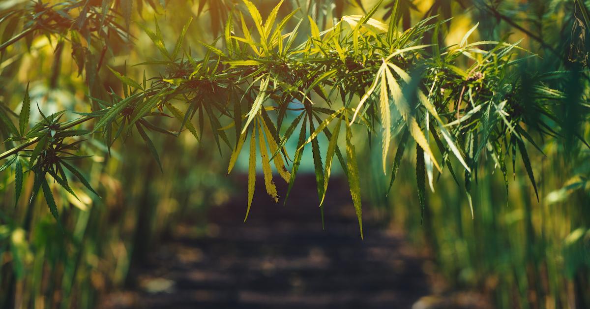 Are CBD and Hemp the Same?