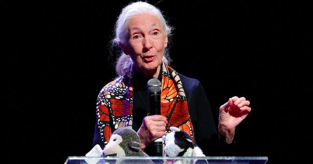 Meet Jane Goodall's Son Hugo Who Was Born in Africa