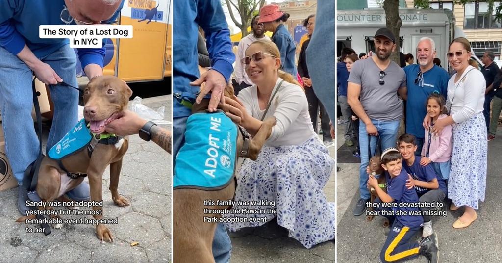 Family Reunited With Lost Dog at Rescue Event
