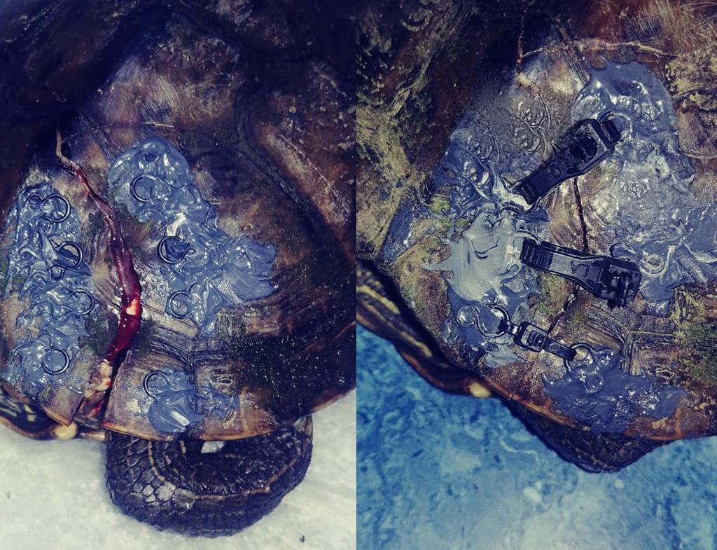 Wildlife Organization Uses Old Bra Hooks to Rehabilitate Turtles