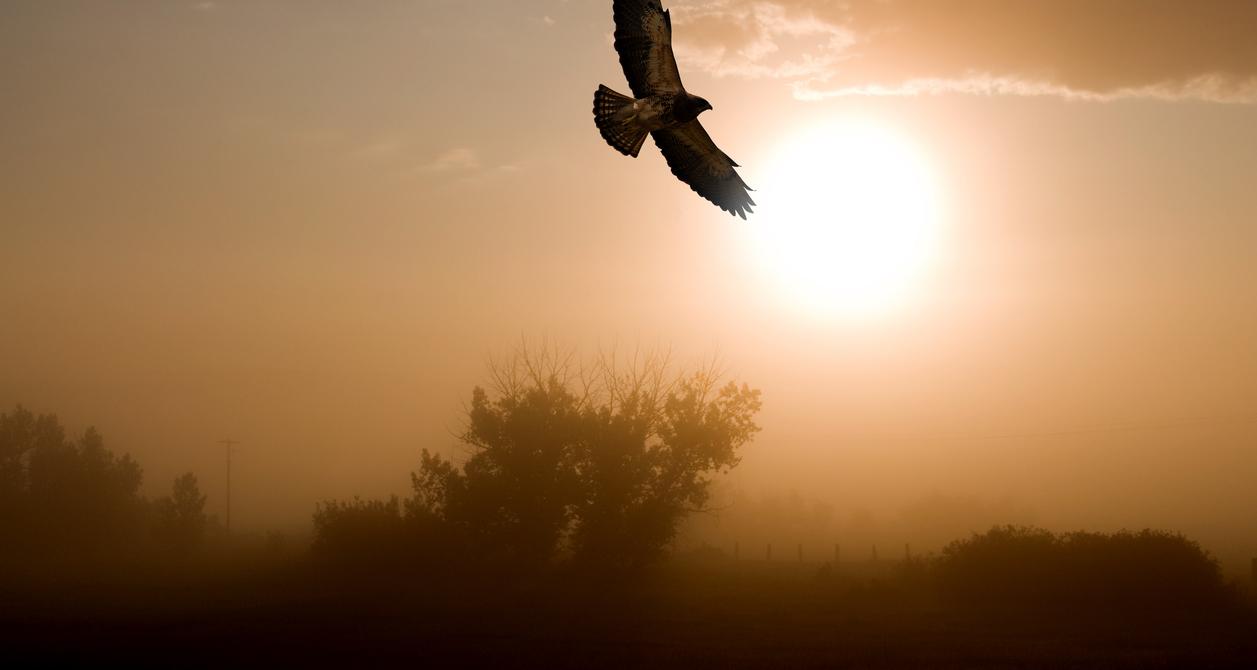 What Does It Mean When You See a Hawk? The Spiritual Meaning