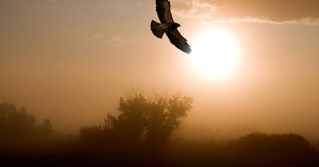 What Does It Mean When You See a Hawk? The Spiritual Meaning