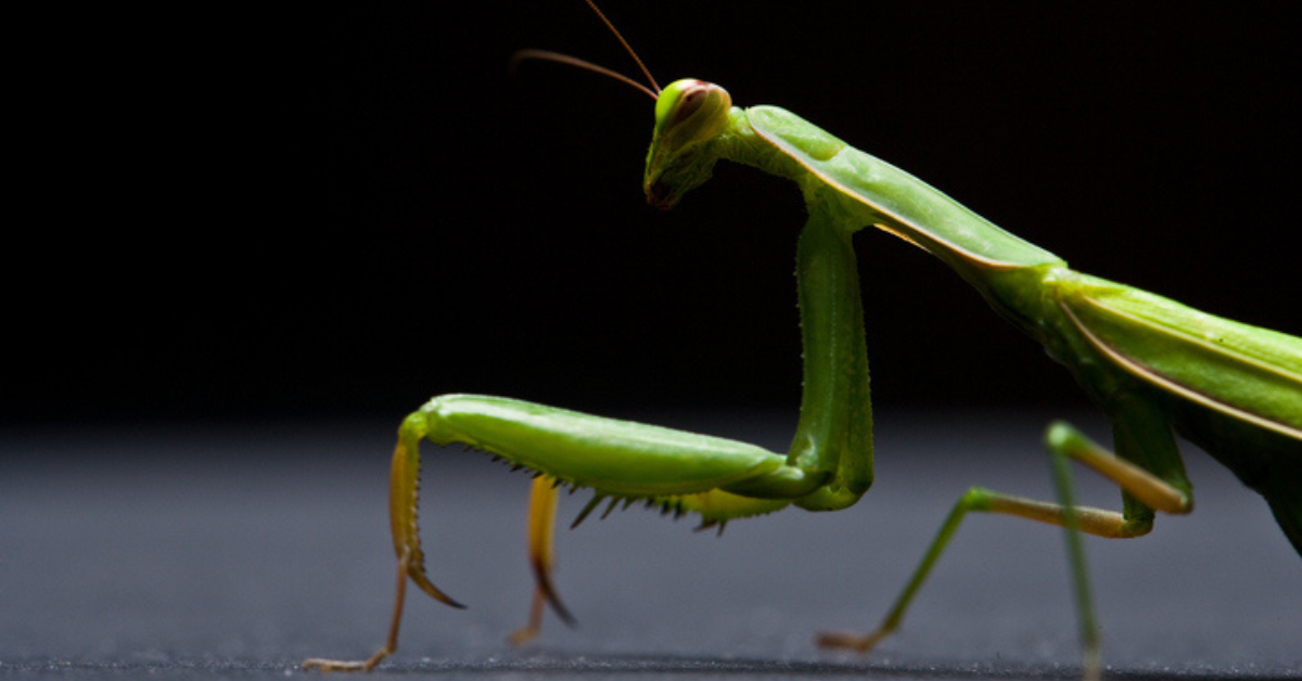 Do Praying Mantises Eat Hummingbirds?