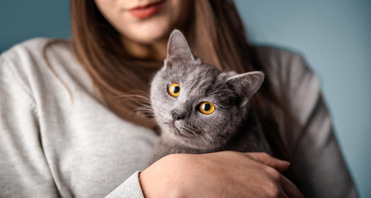 What Colors Do Cats See? What to Know About Feline Vision