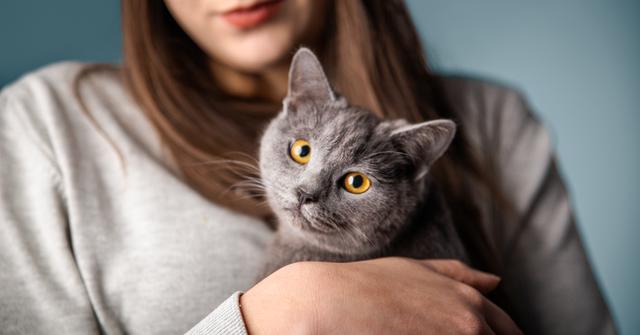 What Colors Do Cats See? What to Know About Feline Vision