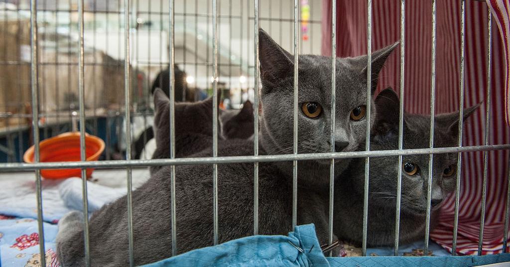 What Is a Cat Mill? Breeders Often Neglect Purebred Kittens