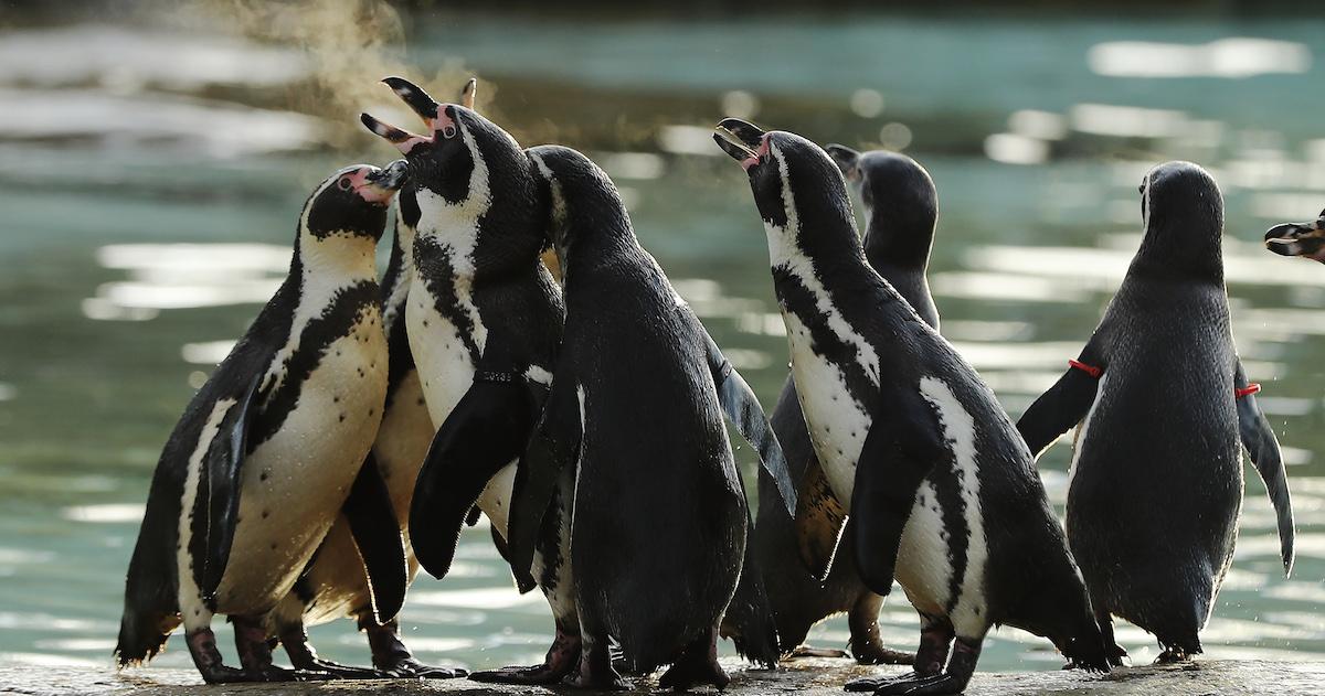 Netflix’s ‘Penguin Town’ Sheds Light on the Population Changes Caused ...