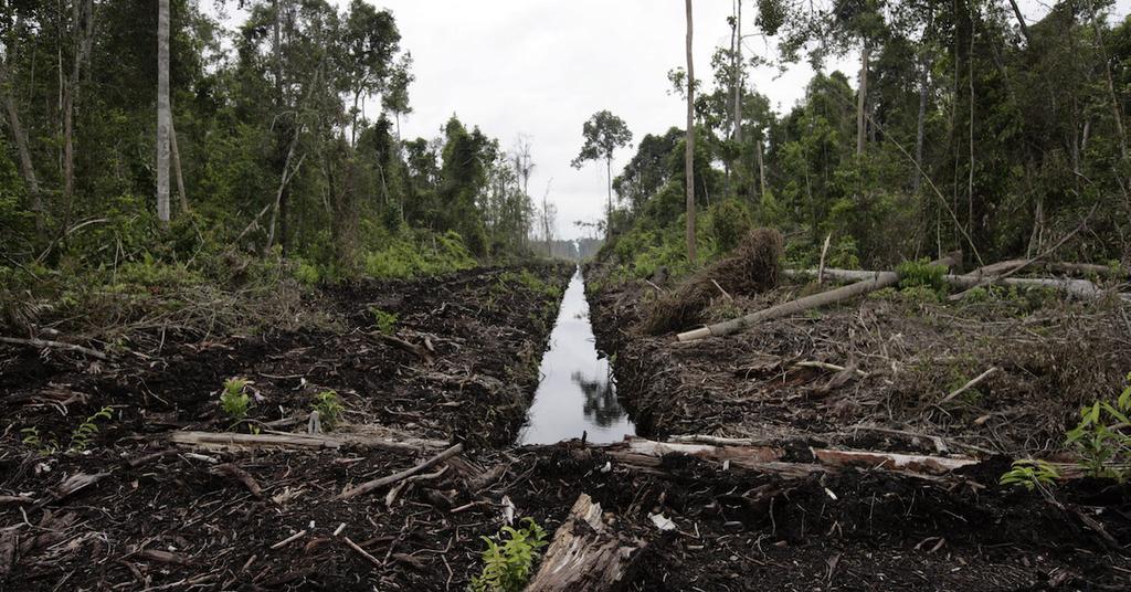Carbon Sinks Could Be Essential in Slowing Our Planet's CO2 Problem