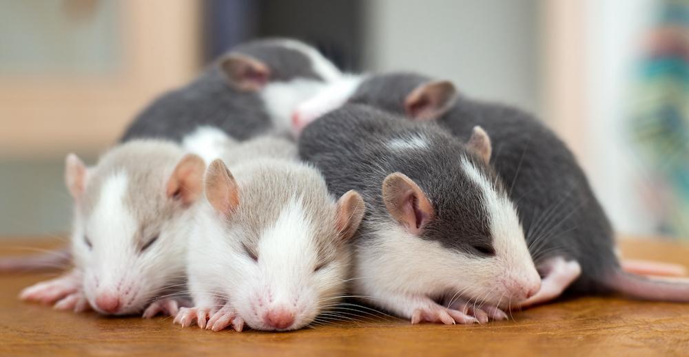 How Long Has Animal Testing Been Around how-long-has-animal-testing-been-around