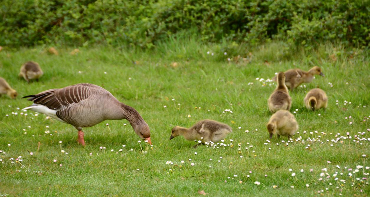 What Do Geese Eat? They Live on Grass, Grains, and More