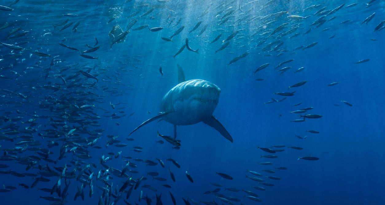 Why Are Sharks Coming Closer to Shore? Let's Break It Down