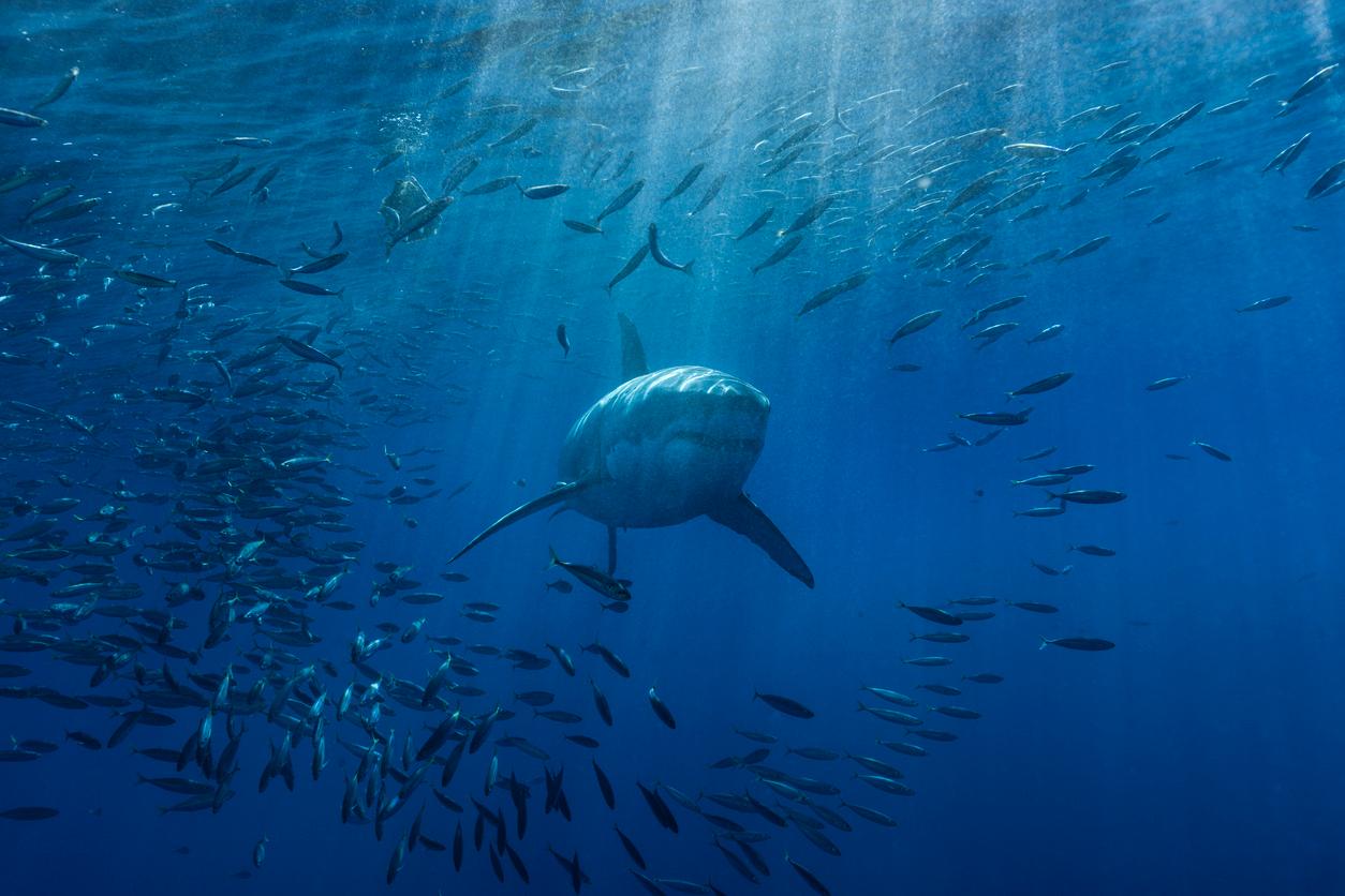 Why Are Sharks Coming Closer to Shore? Let's Break It Down