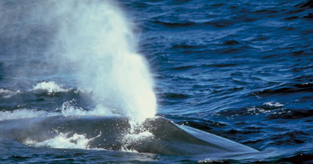 Whales Sometimes Explode After They Die — Why Does That Happen?