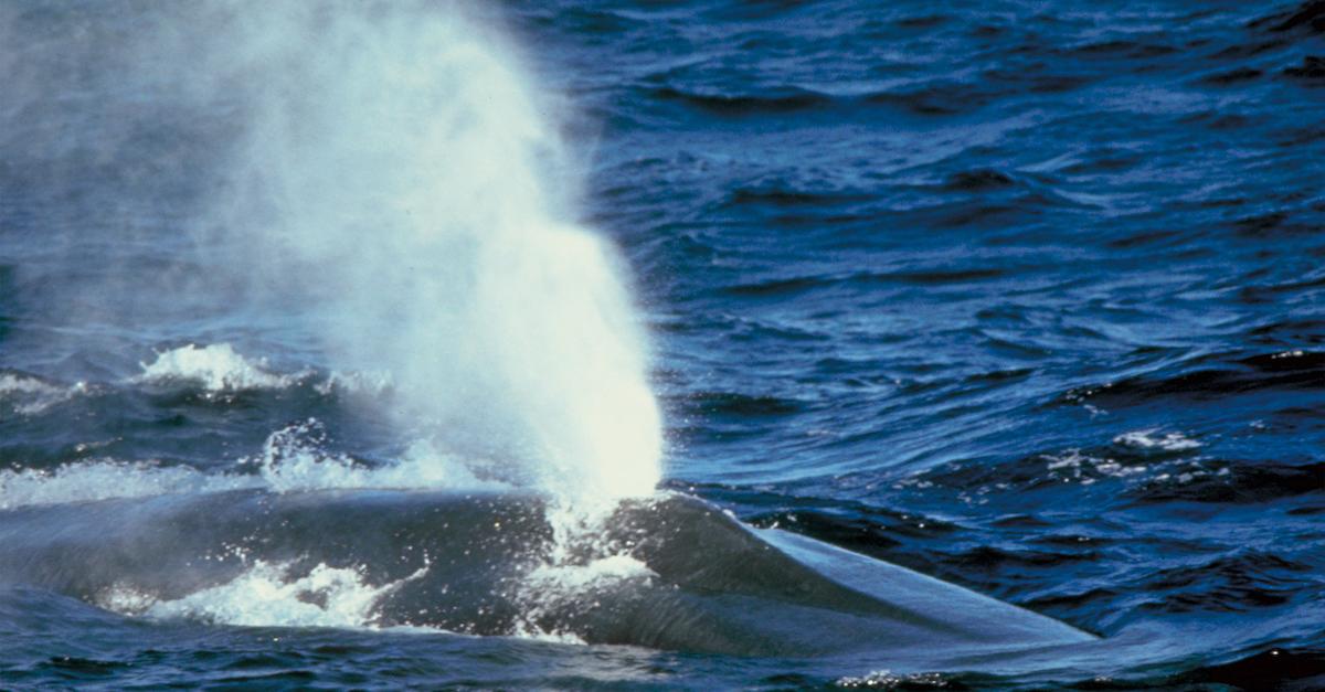 Whales Sometimes Explode After They Die — Why Does That Happen?