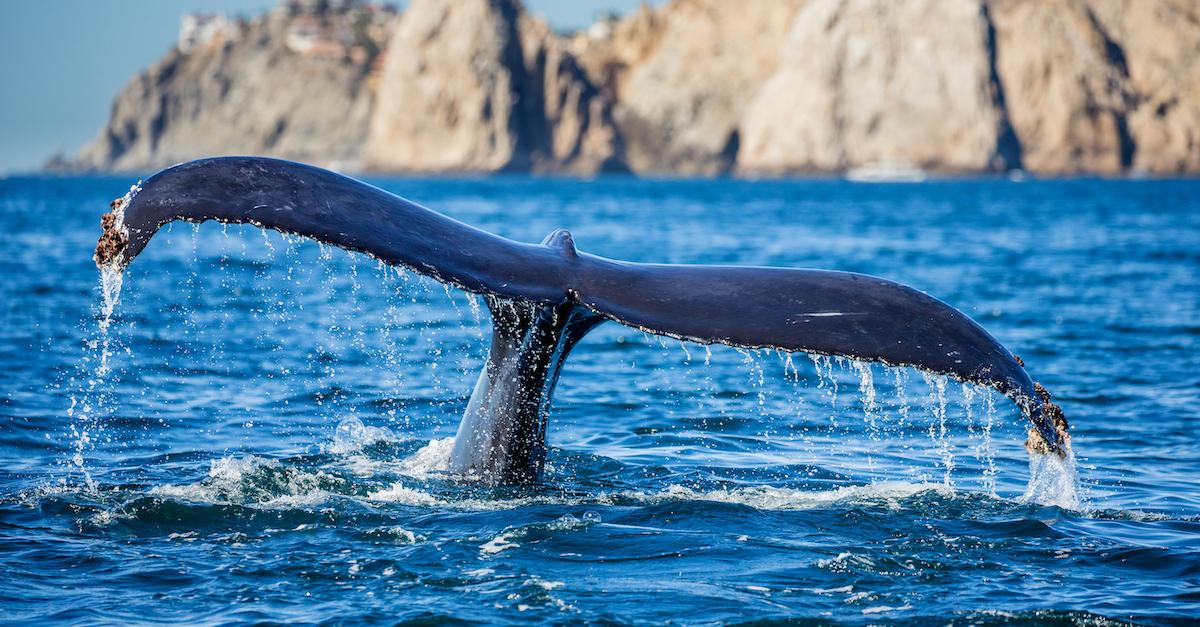 How Deep Sea Mining Could Impact Whales, With Government Approval
