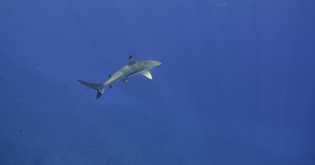 The Shark Attacks of 1916: What Really Happened on the Jersey Shore