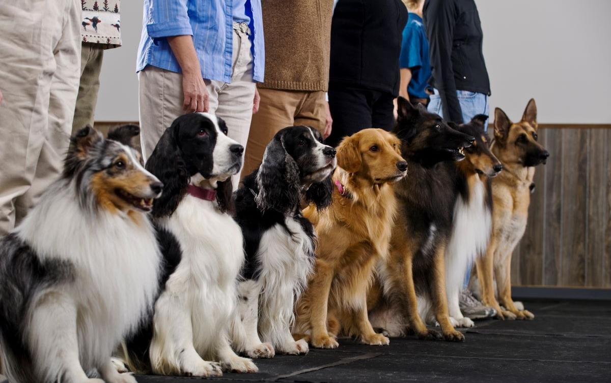 The Worst Shedding Dog Breeds, From Akitas to Chow Chows