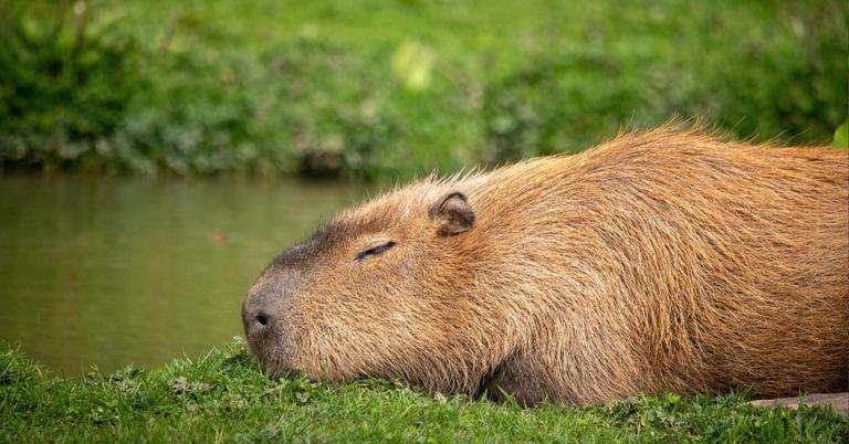 Zoo Uses Drones and Humans to Search for Missing Capybara