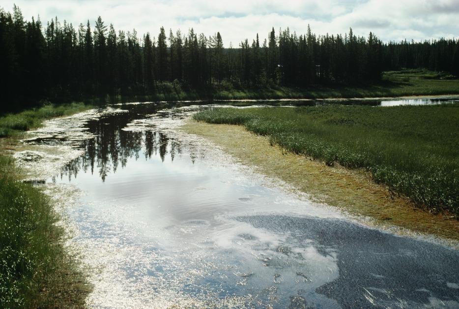 What are the Causes and Effects of Thermal Pollution? What to Know