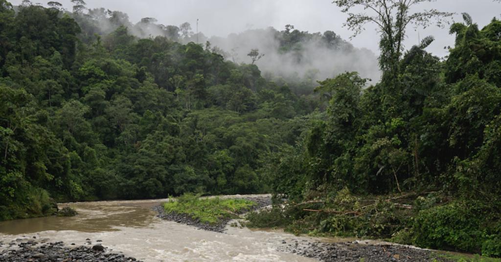 One Tree Planted’s New Initiative Raises Awareness on Amazon Deforestation