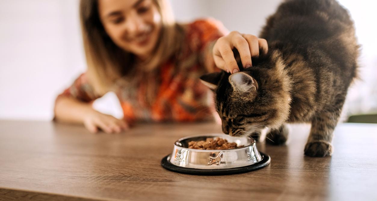 Can Cats Eat Beans? The Answer, According to Vets
