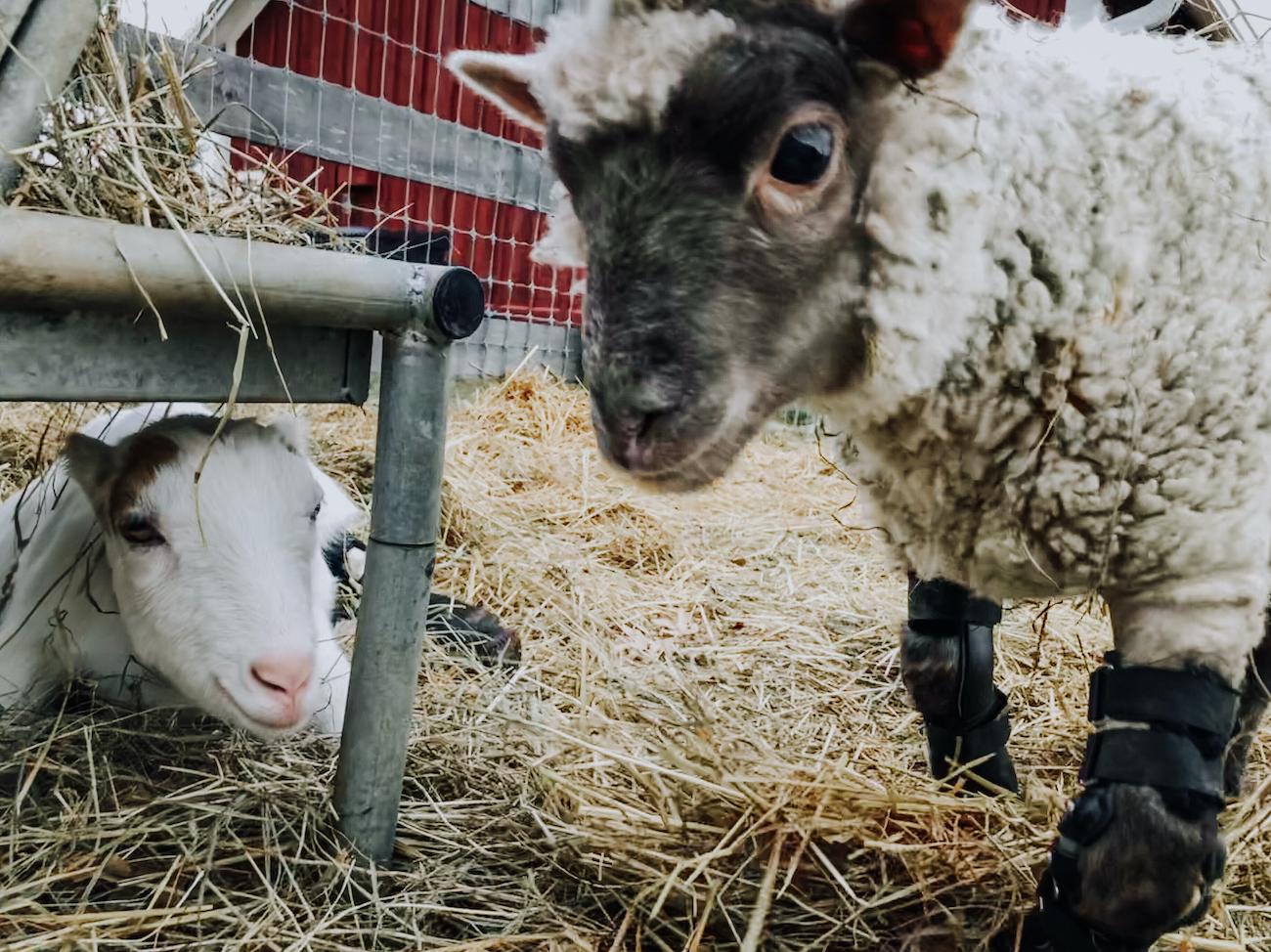 Animal Planet’s ‘Saved by the Barn’ Documents Farmed Animal Sanctuary