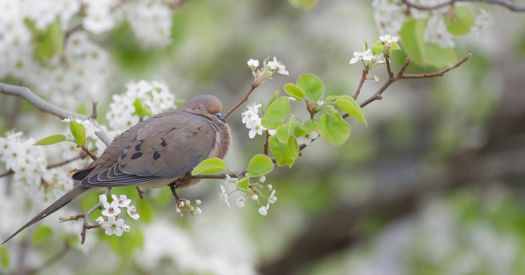 What Happened to Mourning Doves? Why the Birds Have Been Absent
