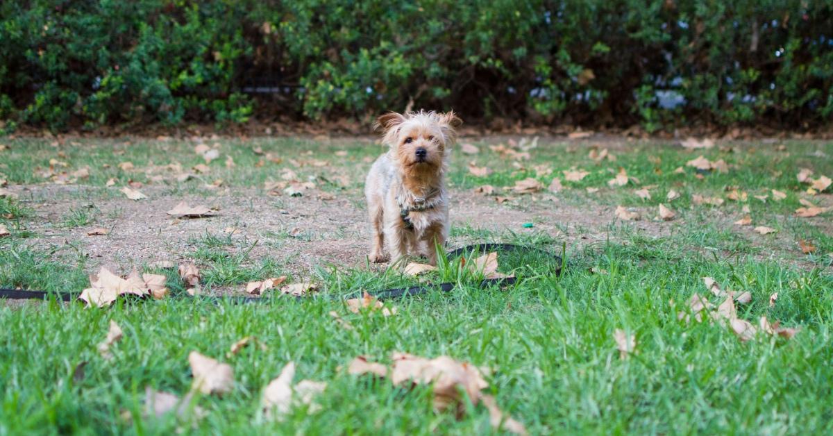 What Happened to White Dog Poop? Why It Disappeared