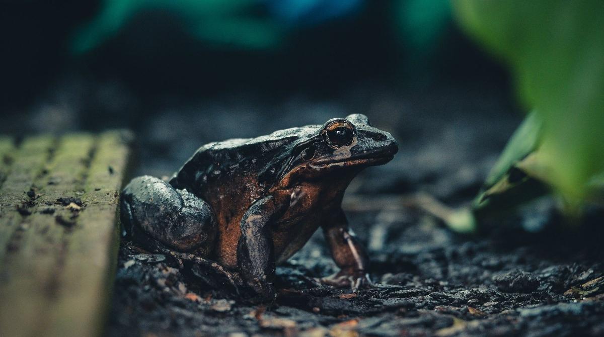Why Is the Mountain Chicken Frog Endangered? Species Is Going Extinct