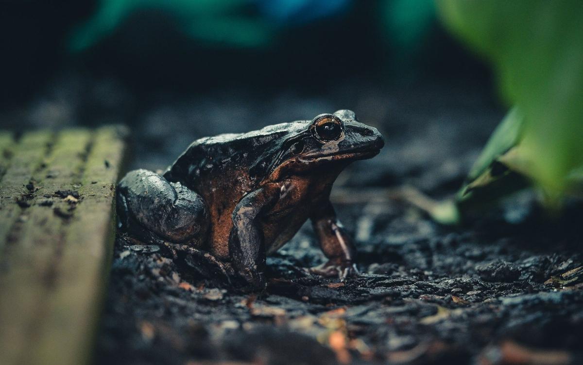 Why Is the Mountain Chicken Frog Endangered? Species Is Going Extinct