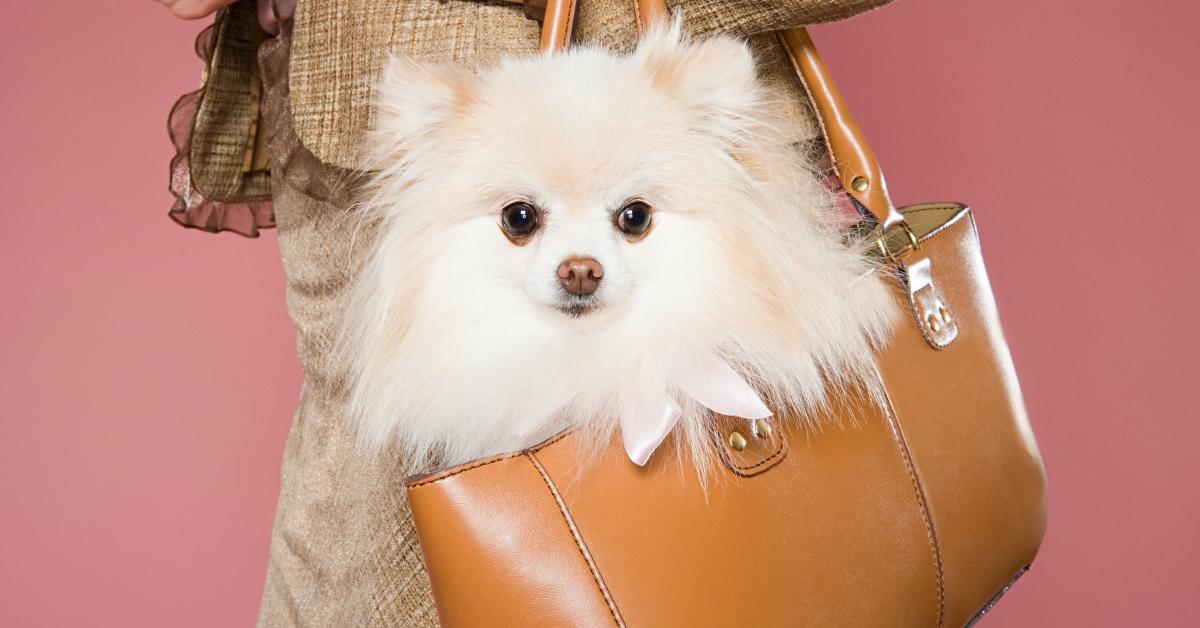 Influencer Amanda Hamilton Claims the Pomeranian She Adopted Is a Wolf
