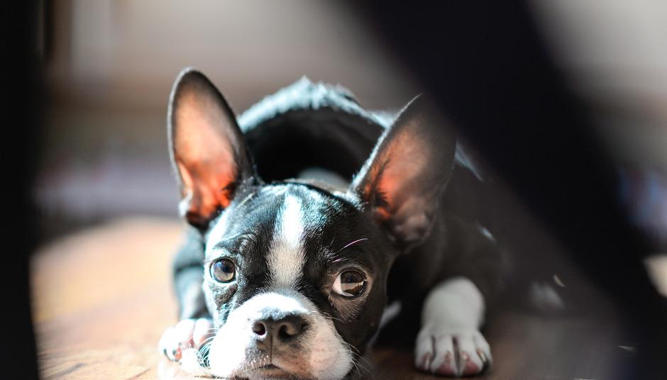 Can Dogs Have Autism? Unpacking Dogs' Development