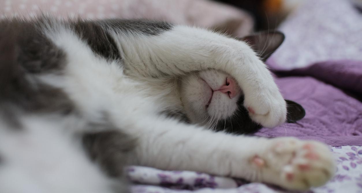 Here's Why Cats Cover Their Faces When They Sleep