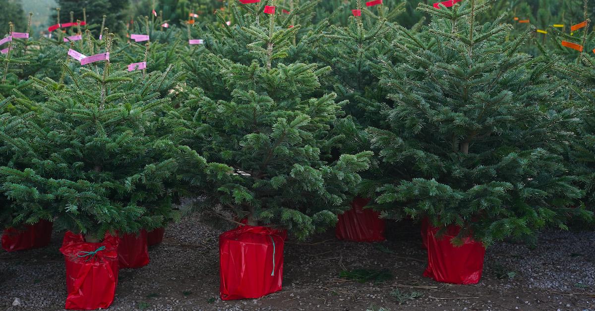 Christmas Tree Rentals Are a Sustainable Option for the Holiday