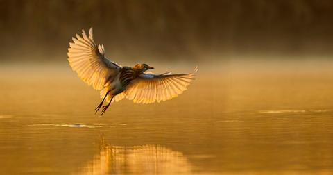 What Is a Specialist Species? You're Most Likely Familiar With Several