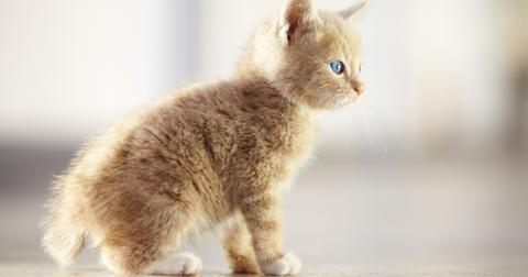 Why Do Cats' Tails Fall Off? This Rare Occurrence, Explained