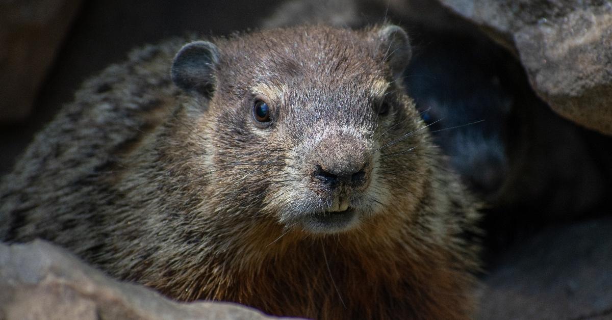 PETA Offers "Weather Reveal" Cake to Replace Groundhog Day Tradition