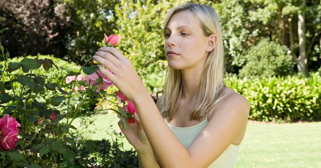 How to Transplant a Rose Bush