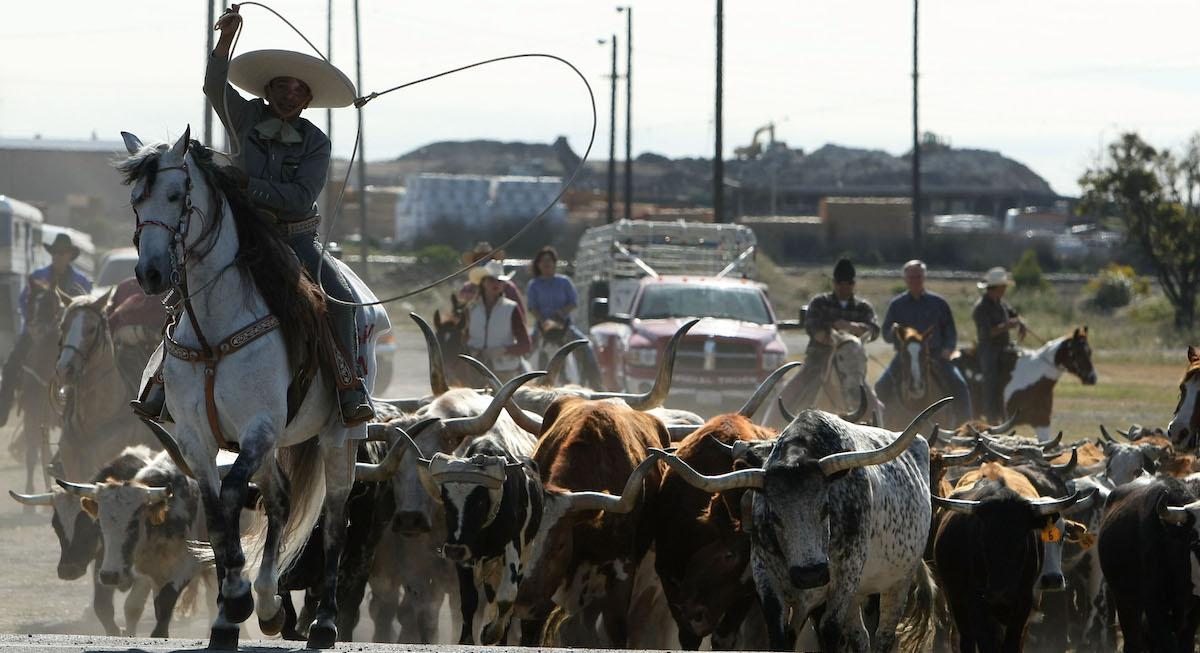 Are Rodeos Animal Abuse? How Bulls and Horses Are Treated